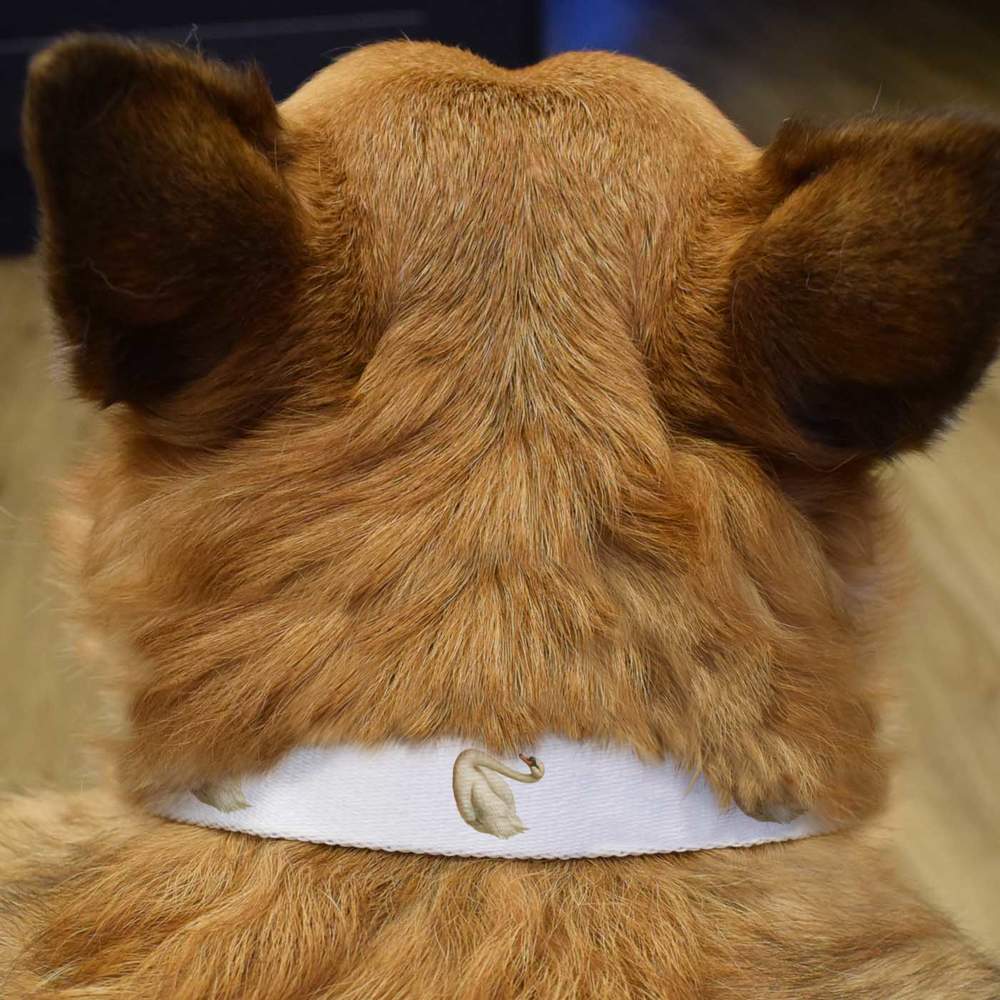 'White Swan ' Dog Collars (PR049942)